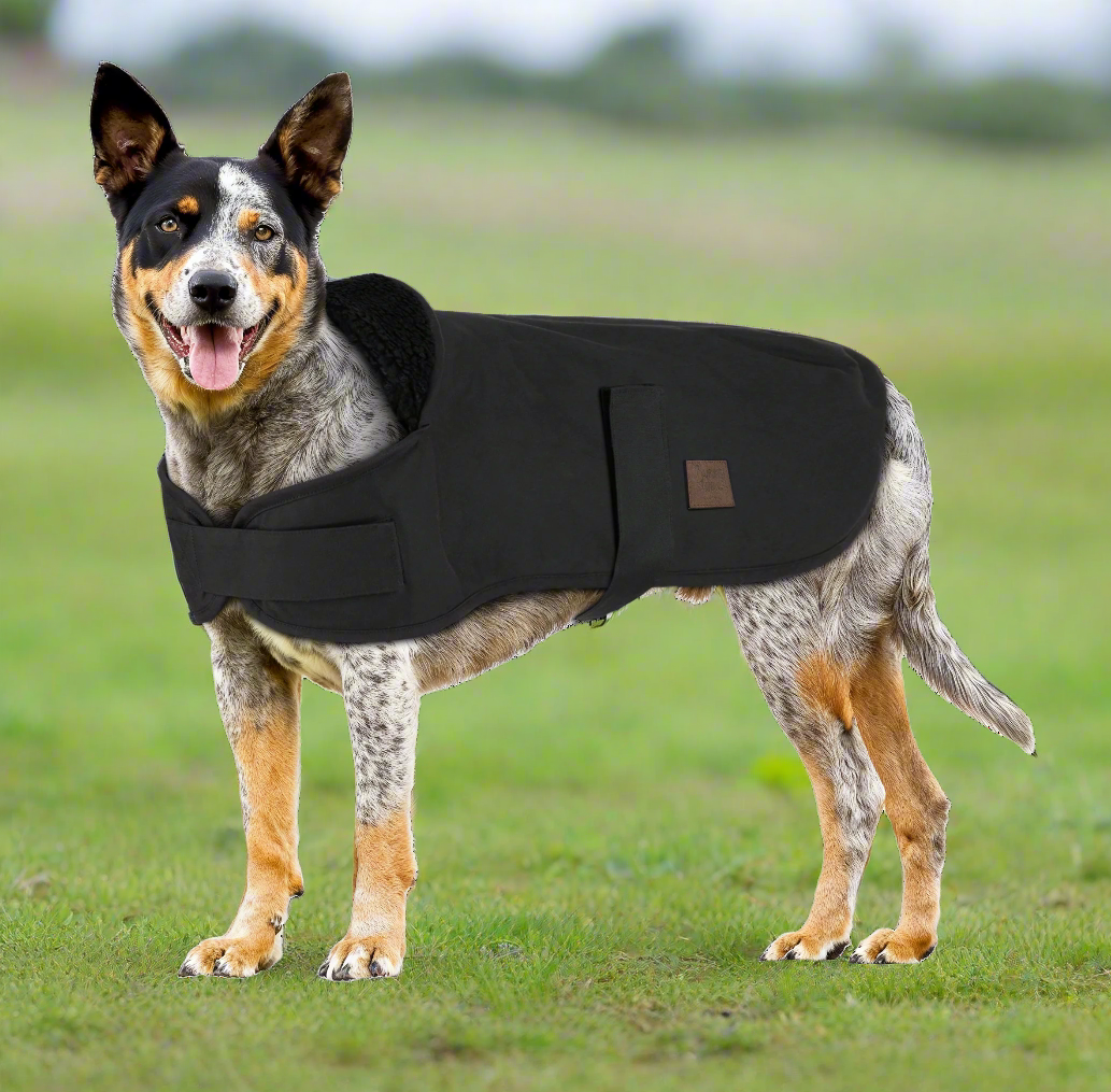 Burke & Wills | Oilskin Angus Dog Coat | Brown/Black